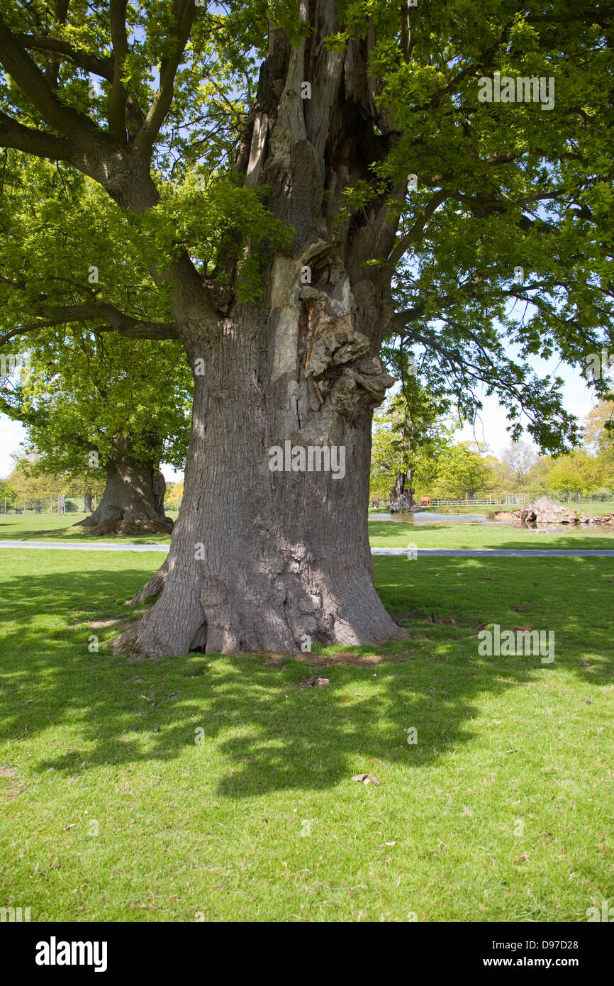 Ancient oak trees in parkland grounds of Helmingham Hall, Suffolk ...