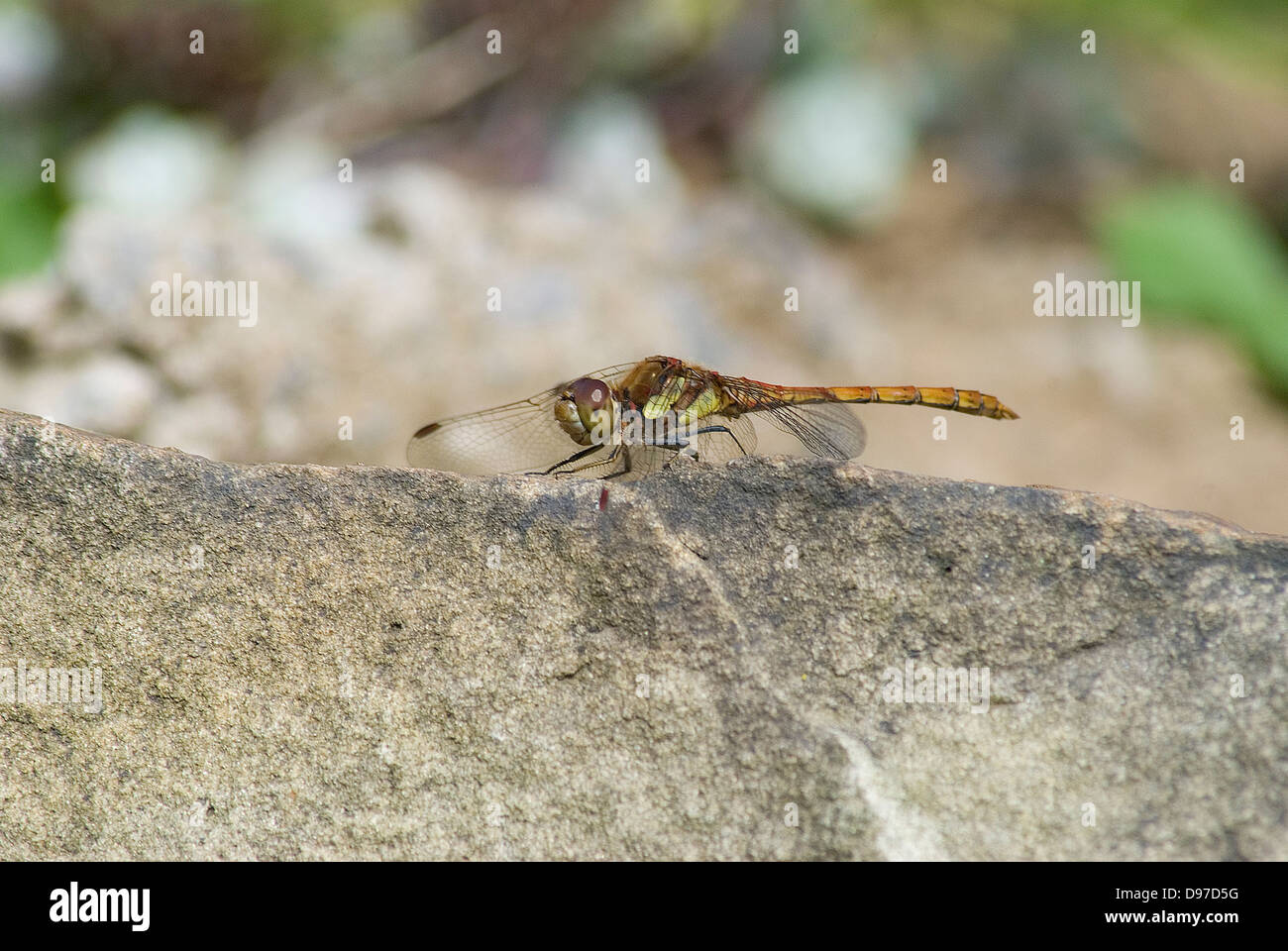 Common Darter dragonfly by garden pond Stock Photo - Alamy