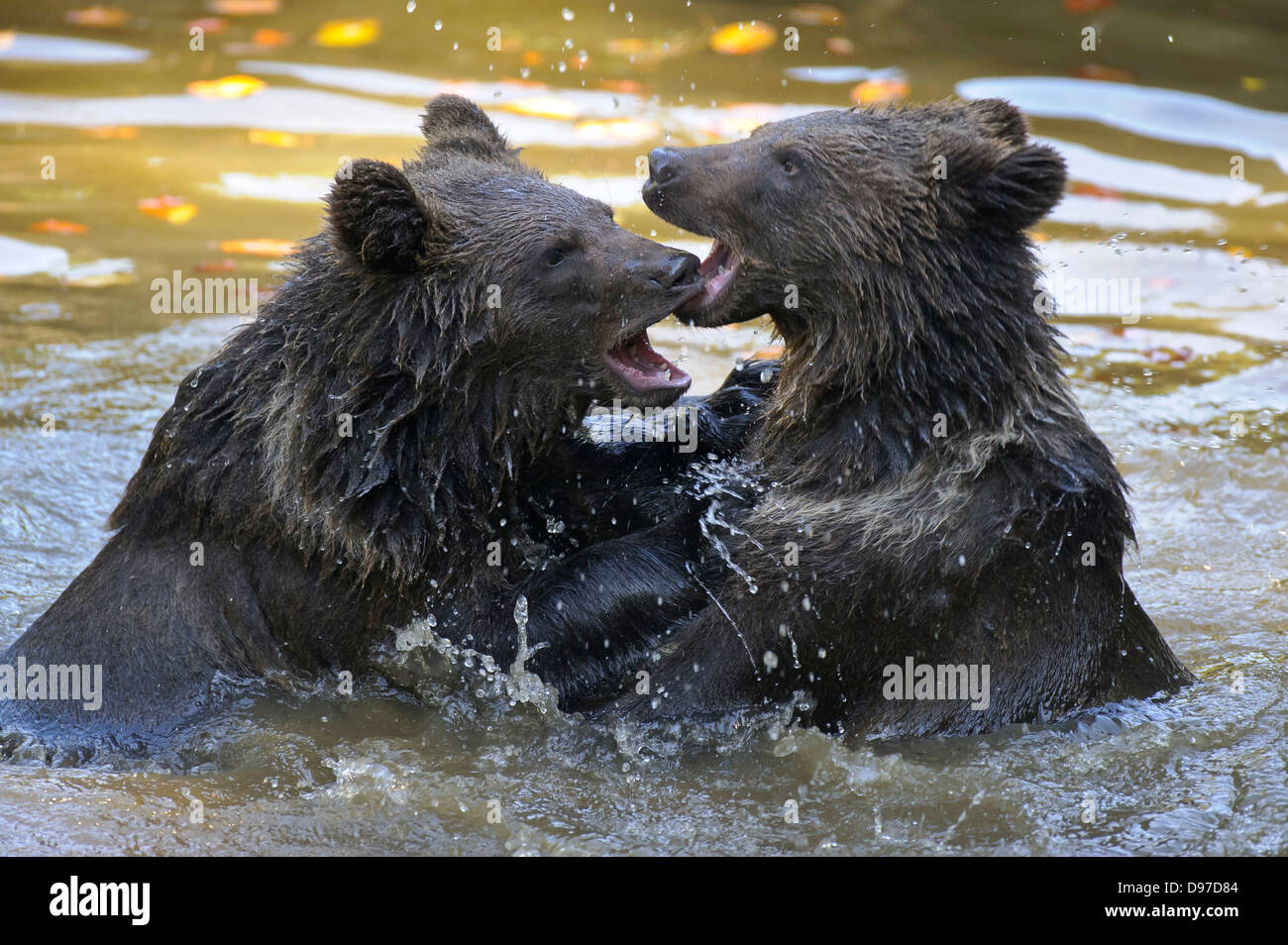 Ursus arctos, brown bear, Braunbaer, Braunbaer, bears Stock Photo - Alamy