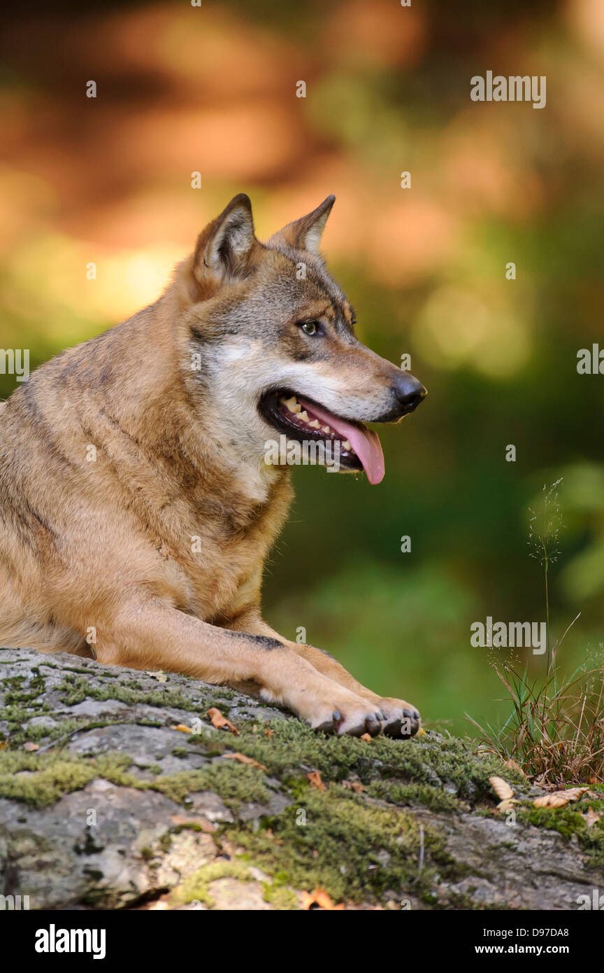 Canis lupus, Wolf, grey wolf Stock Photo - Alamy