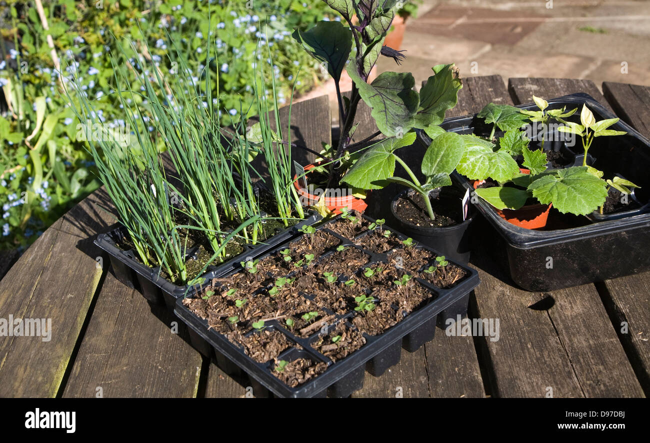 Aubergine seedlings hi-res stock photography and images - Alamy