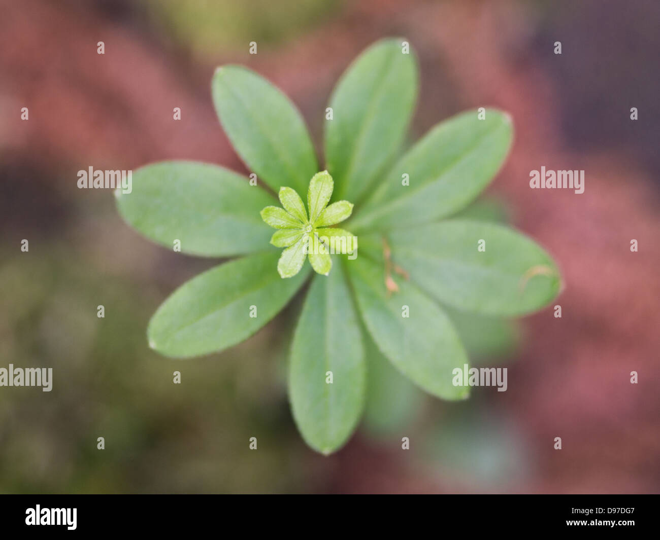 Star shape leaves Stock Photo - Alamy