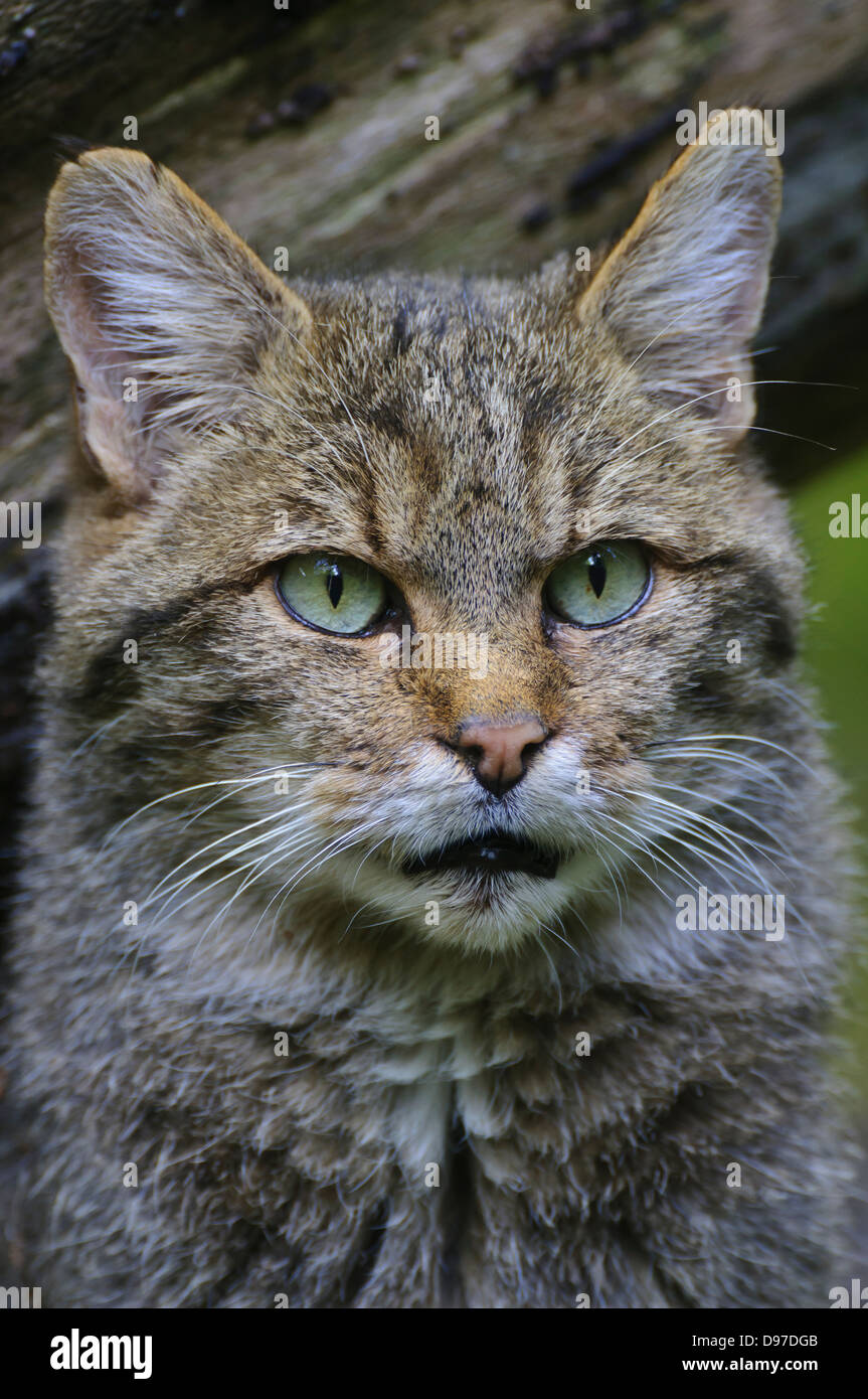Wildkatze, wildcat, Felis silvestris Stock Photo - Alamy