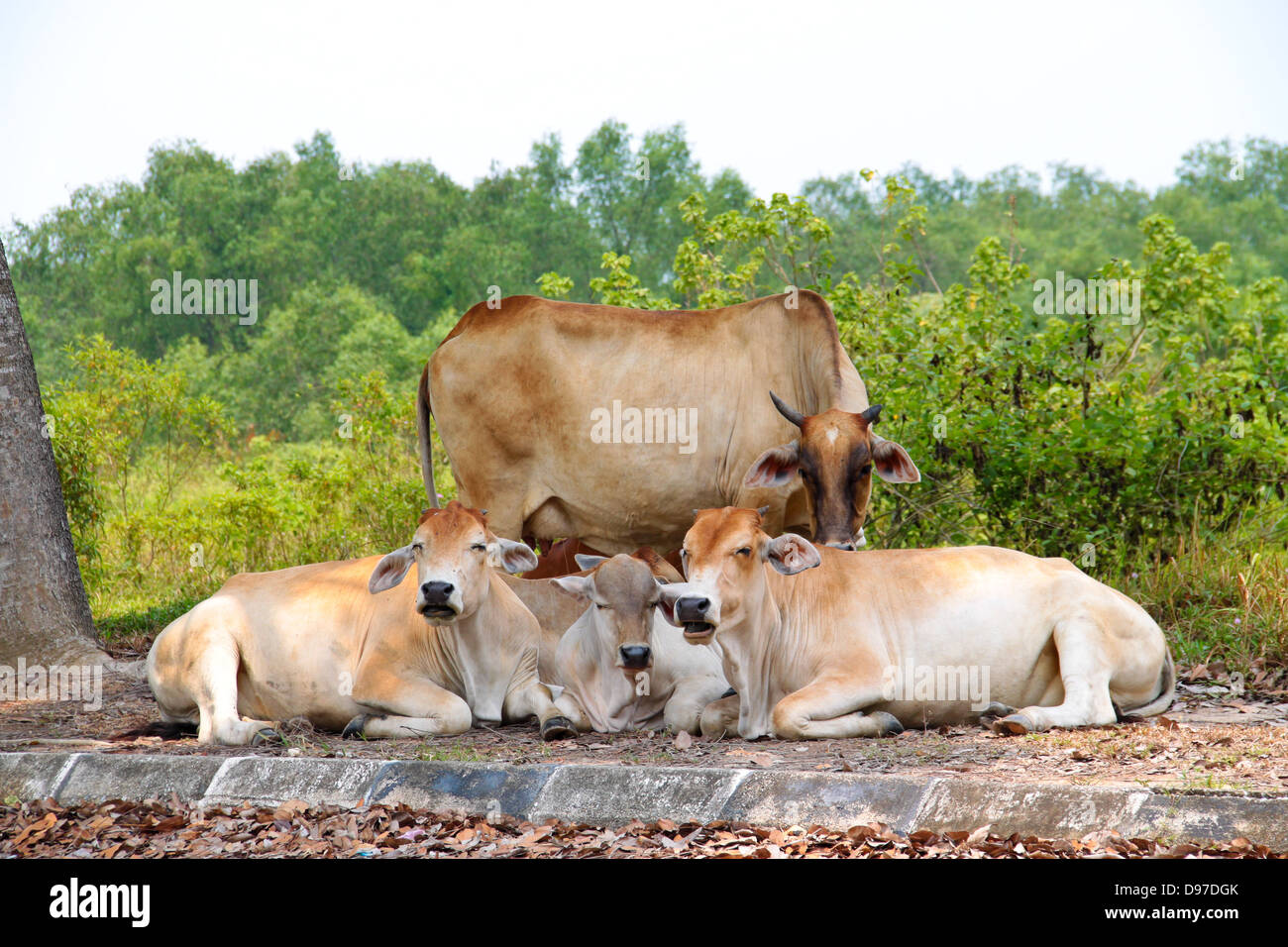 Domestic cows resting at road curb Stock Photo - Alamy