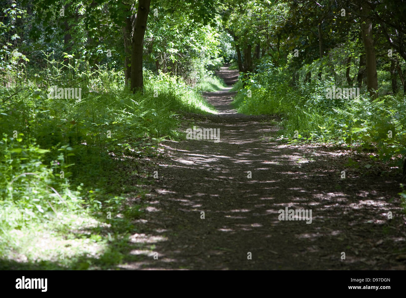 Winding woodland path hi-res stock photography and images - Alamy