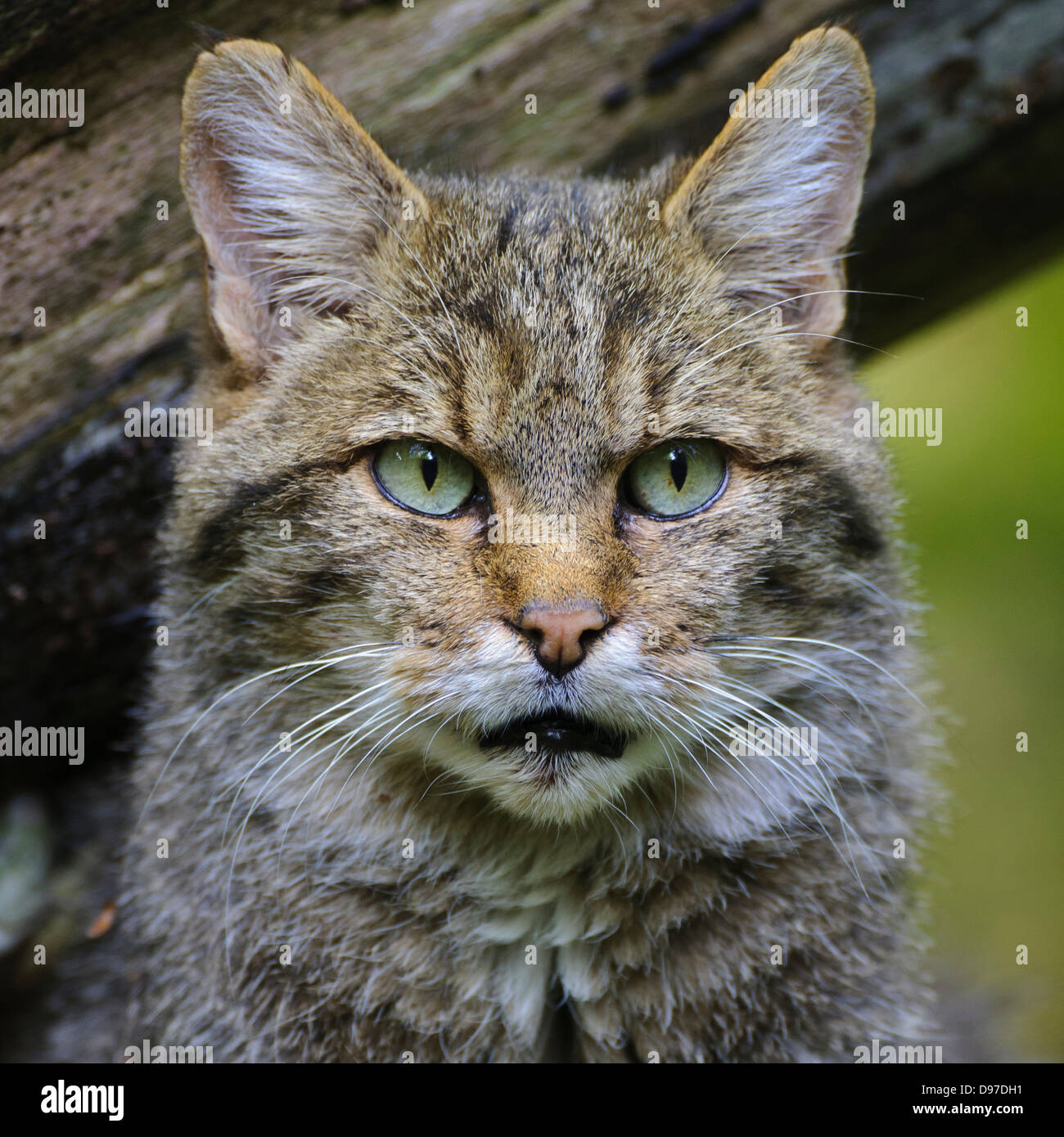 Wildkatze, wildcat, Felis silvestris Stock Photo - Alamy