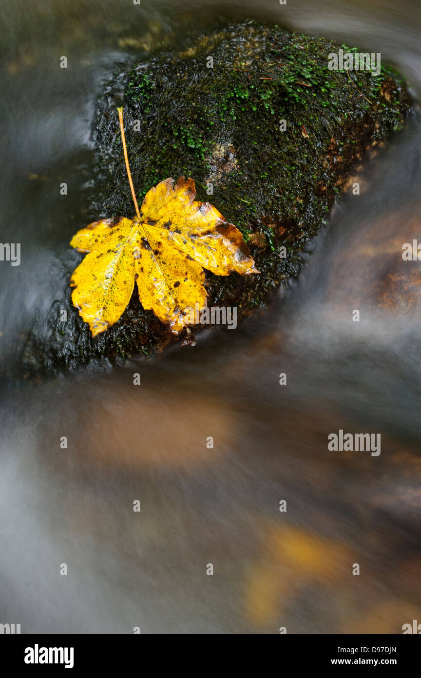 Autumn, water, leaf, color, symbolic, flowing water Stock Photo - Alamy