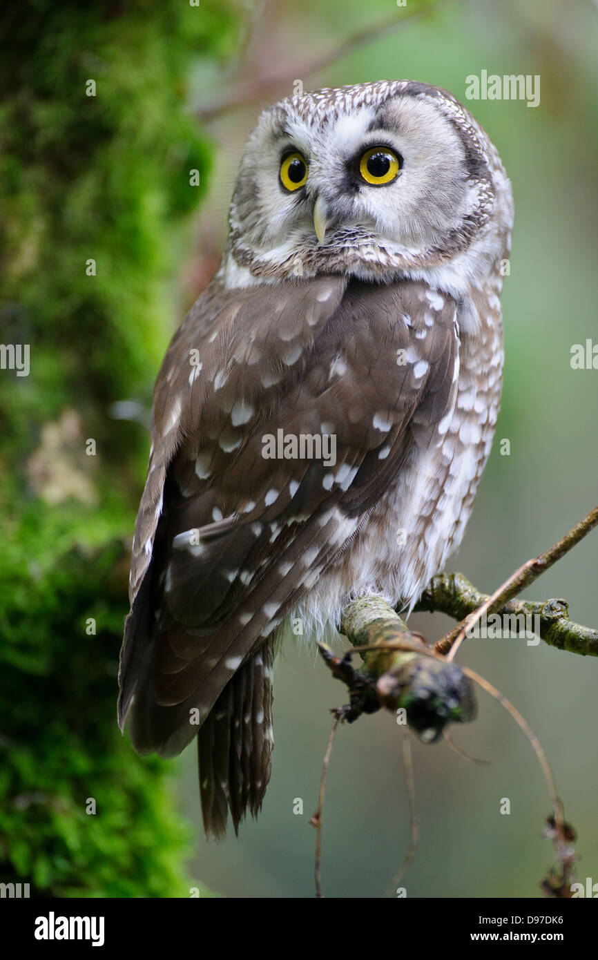 Aegolius funereus, Boreal Owl, Raufußkauz, Tengmalm's Owl Stock Photo ...