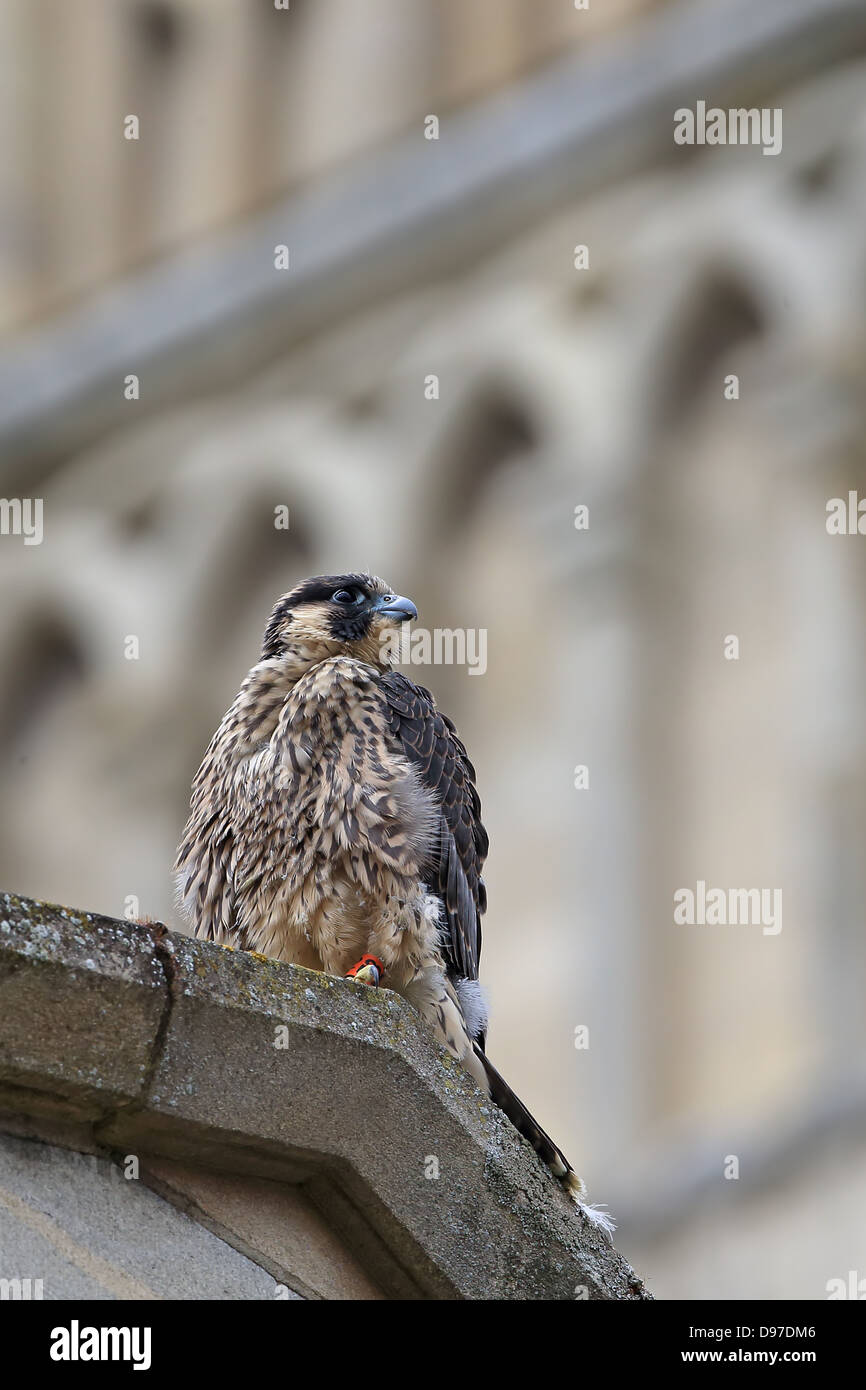 Peregrine (Falco peregrinus Stock Photo - Alamy