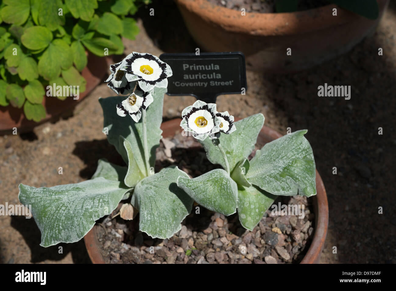 Primula auricula alpine variety hi-res stock photography and images - Alamy