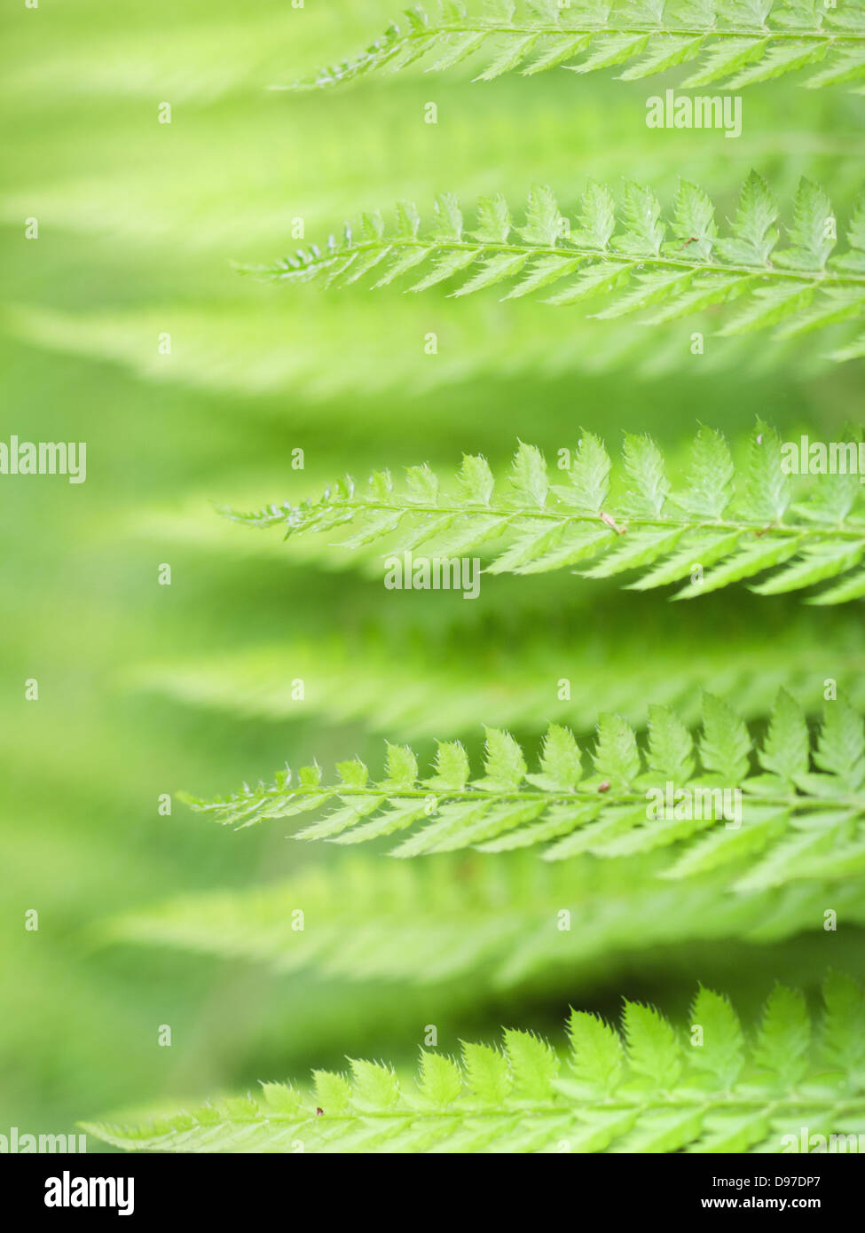 Soft ferns hi-res stock photography and images - Alamy