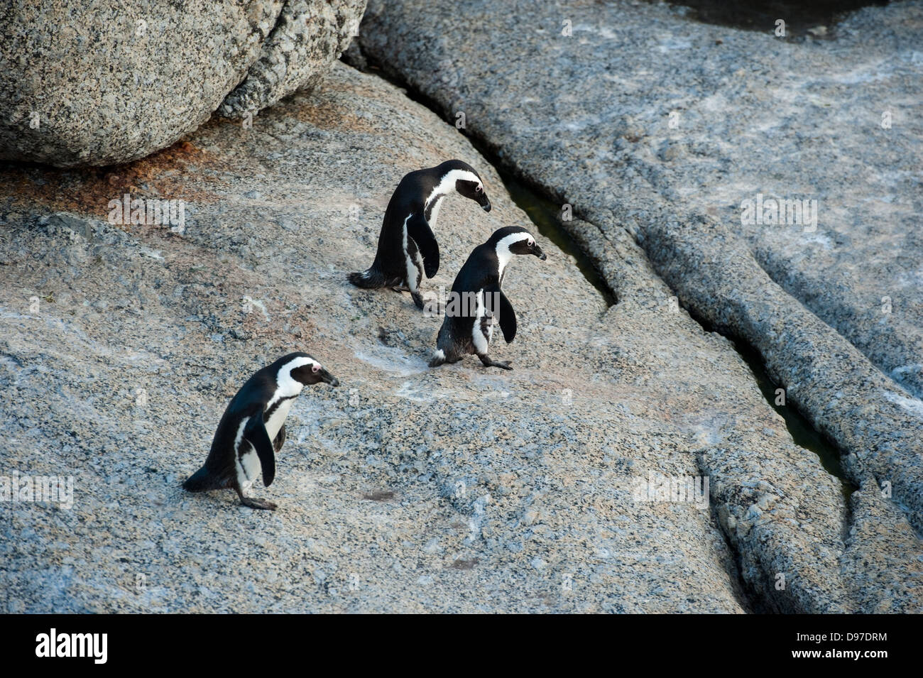 African penguins, Spheniscus demersus, Boulders Beach, Cape Peninsula ...