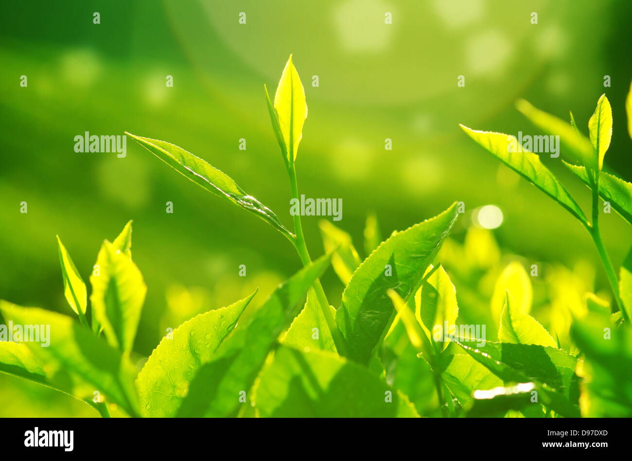 Tea Leaves. Close up fesh green tea leaves with morning flare Stock ...