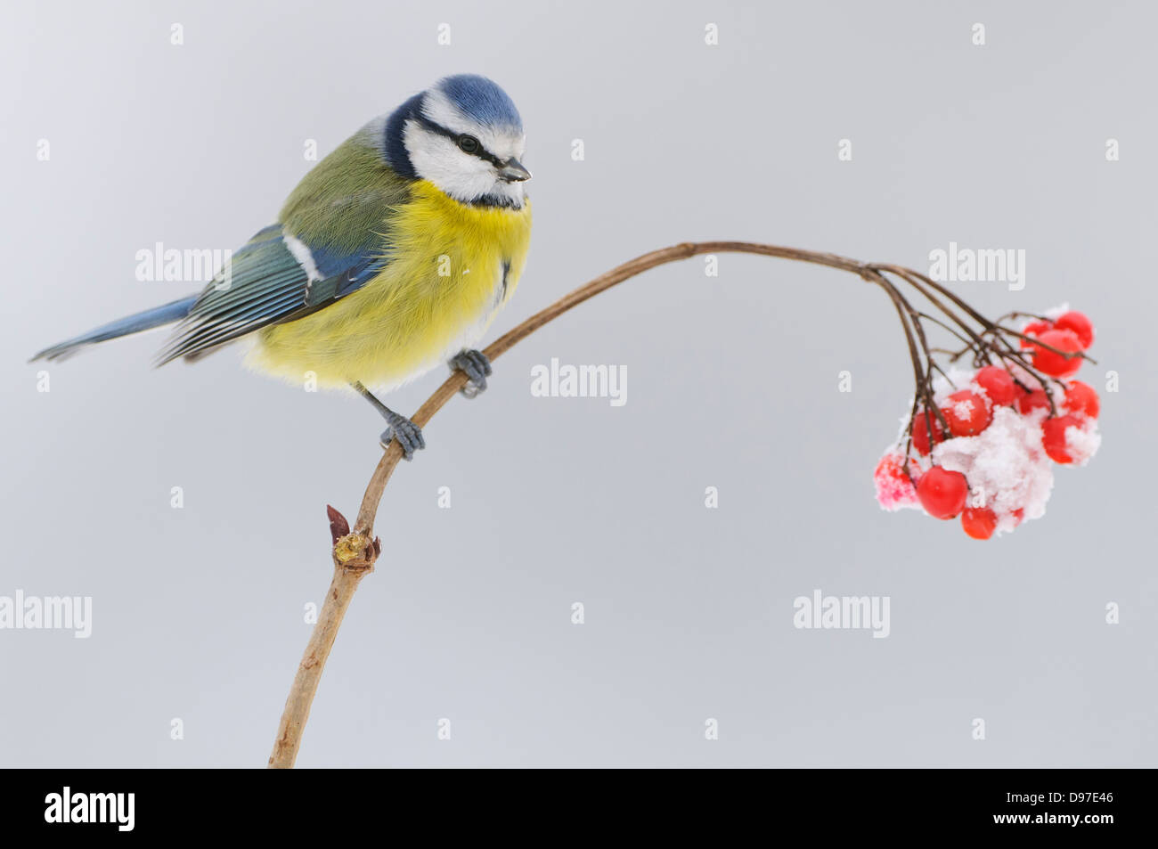 Blue Tit, Cyanistes caeruleus, Parus caeruleus, Blaumeise Stock Photo ...