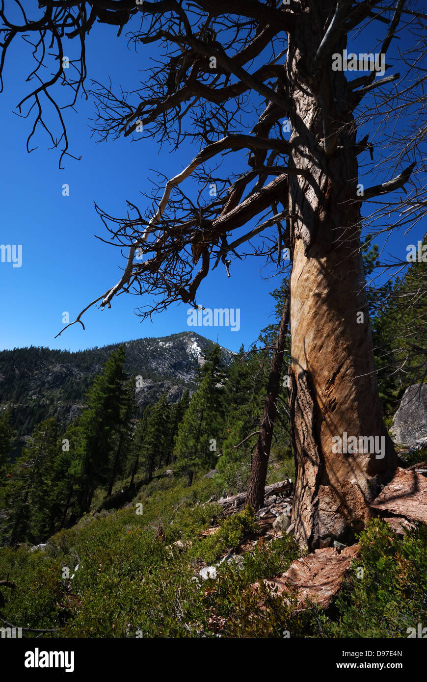 Dead conifers hi-res stock photography and images - Alamy