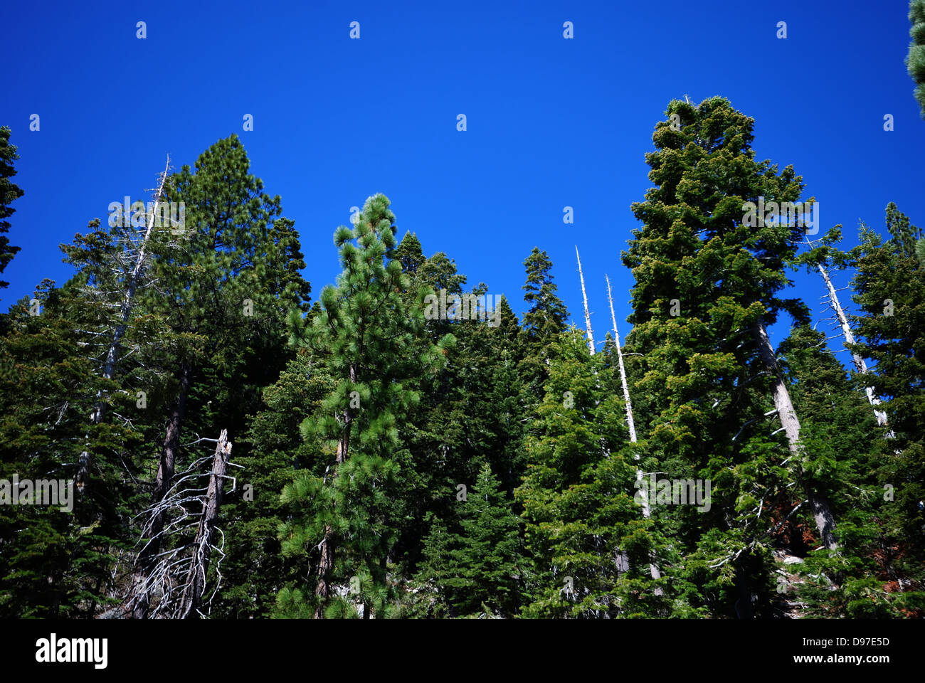 Conifers near Lake Tahoe California Stock Photo - Alamy