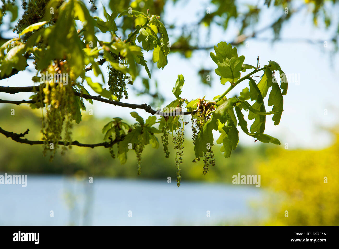Oak tree flower hi-res stock photography and images - Alamy