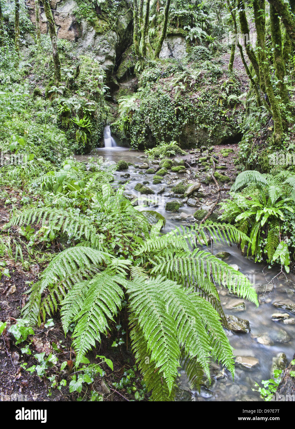 Ferns and stream Stock Photo - Alamy