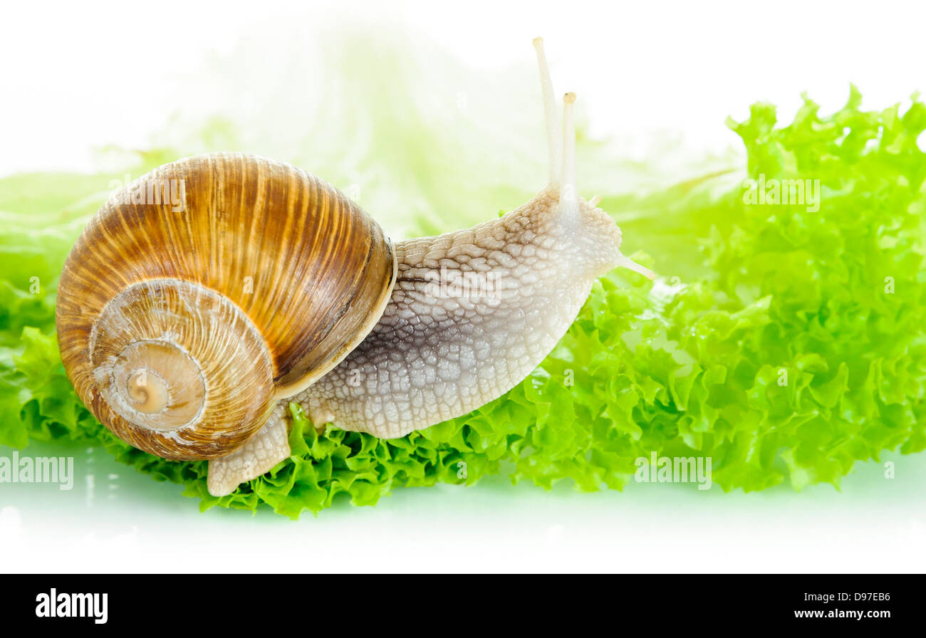 Slow moving insects hi-res stock photography and images - Alamy