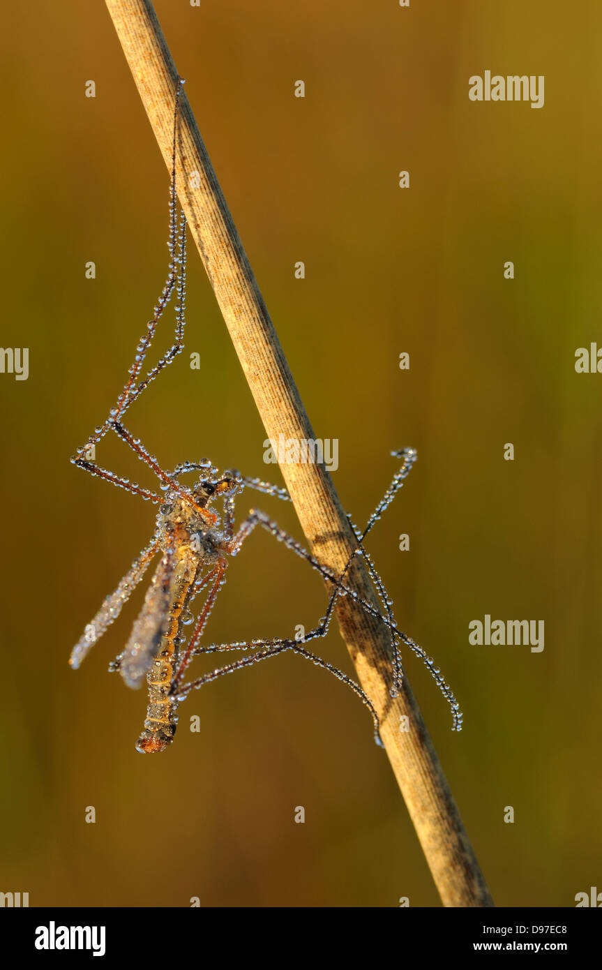 Schnake, crane fly, Tipula, Tipulidae Stock Photo - Alamy