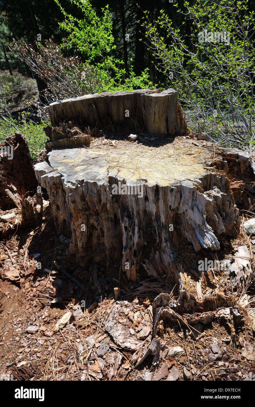 Old stump in a Sierra mountain meadow Stock Photo - Alamy
