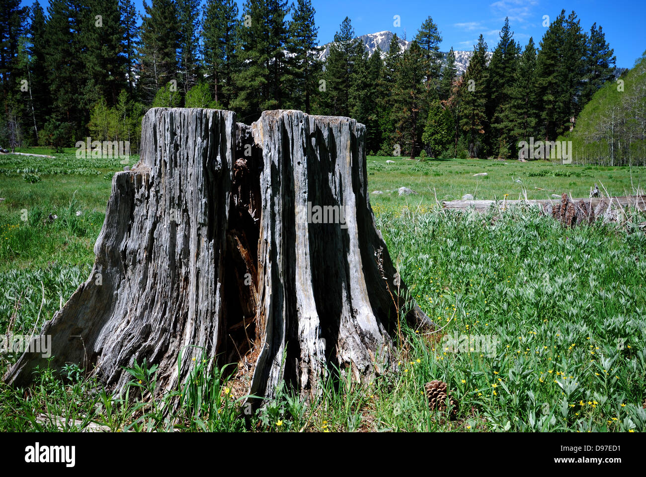 Old stumpage hi-res stock photography and images - Alamy