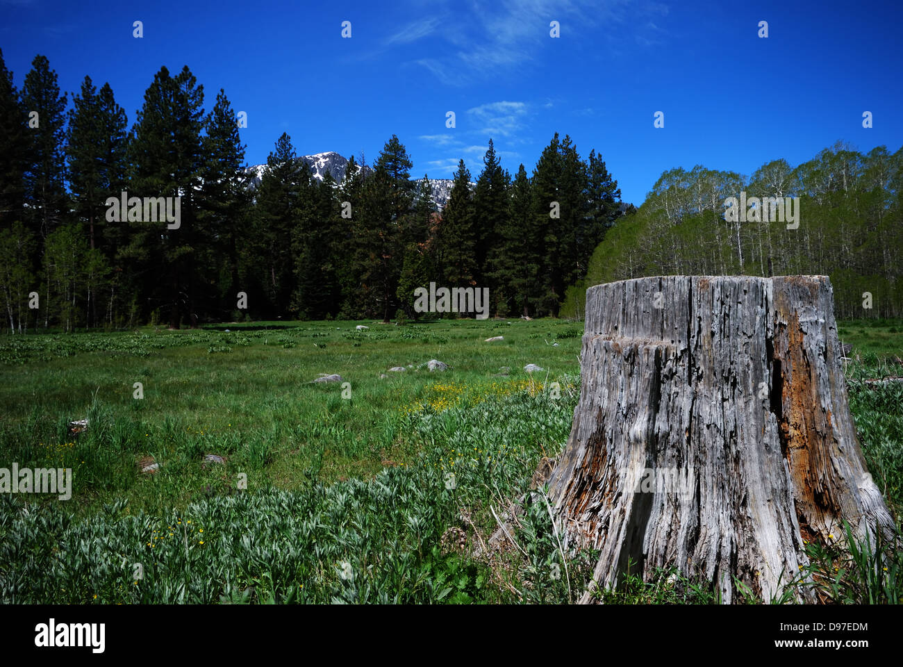 Old stumpage hi-res stock photography and images - Alamy