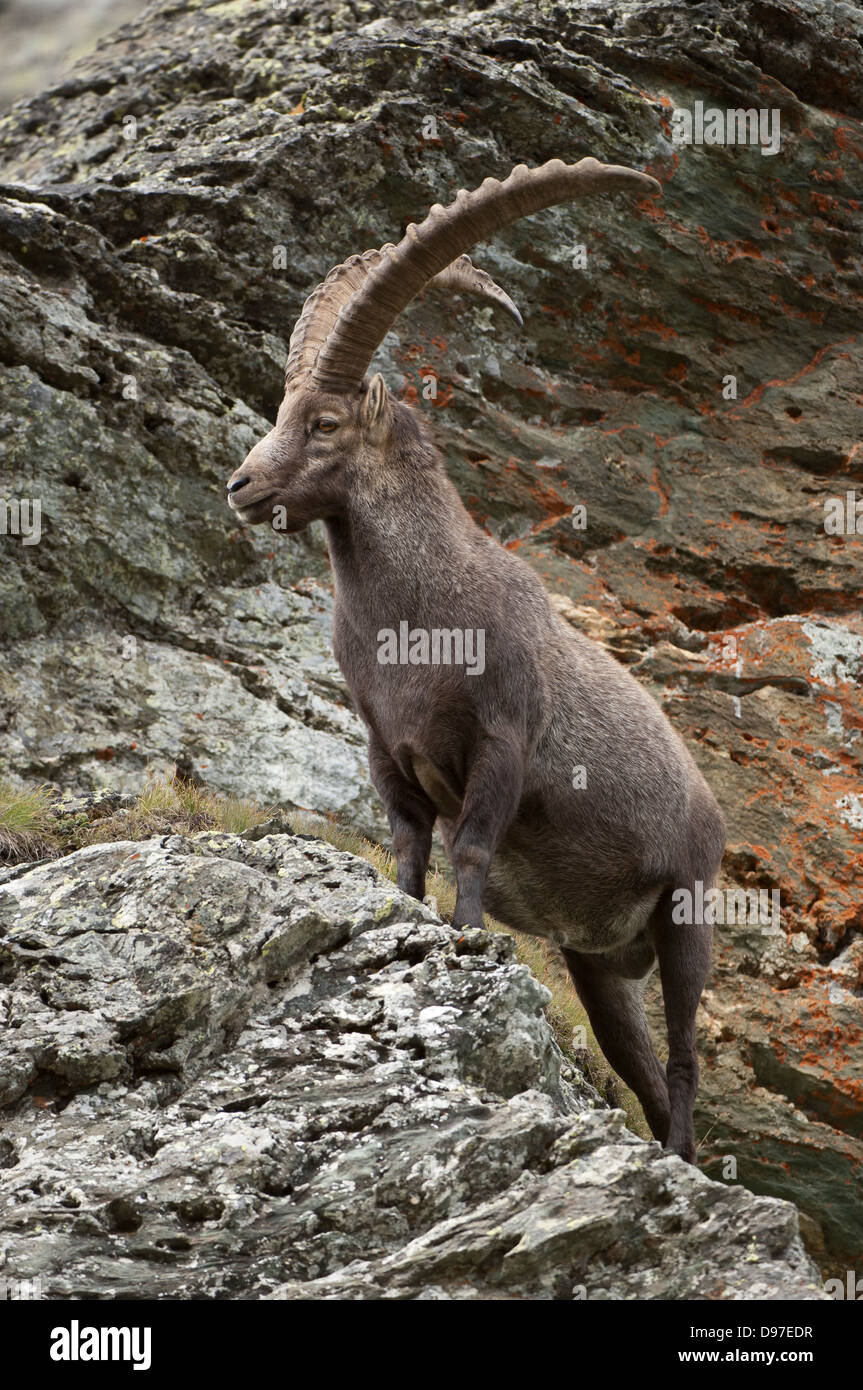 Capra steinbock alpensteinbock hi-res stock photography and images - Alamy