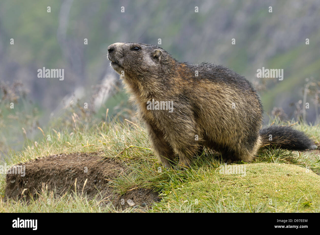 Murmeltier, Alpine Marmot, Marmota marmota Stock Photo - Alamy