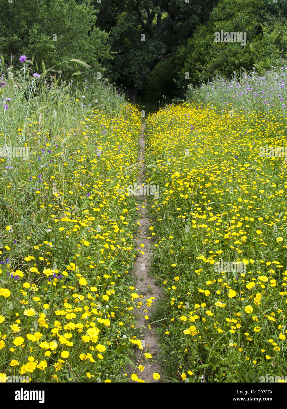 Pathway on a meadow Stock Photo - Alamy