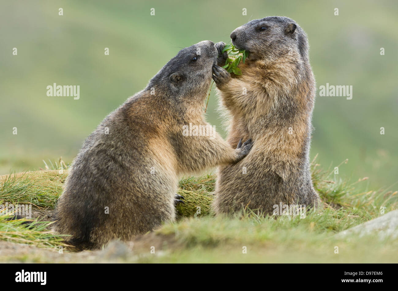 Murmeltier, Alpine Marmot, Marmota marmota Stock Photo - Alamy
