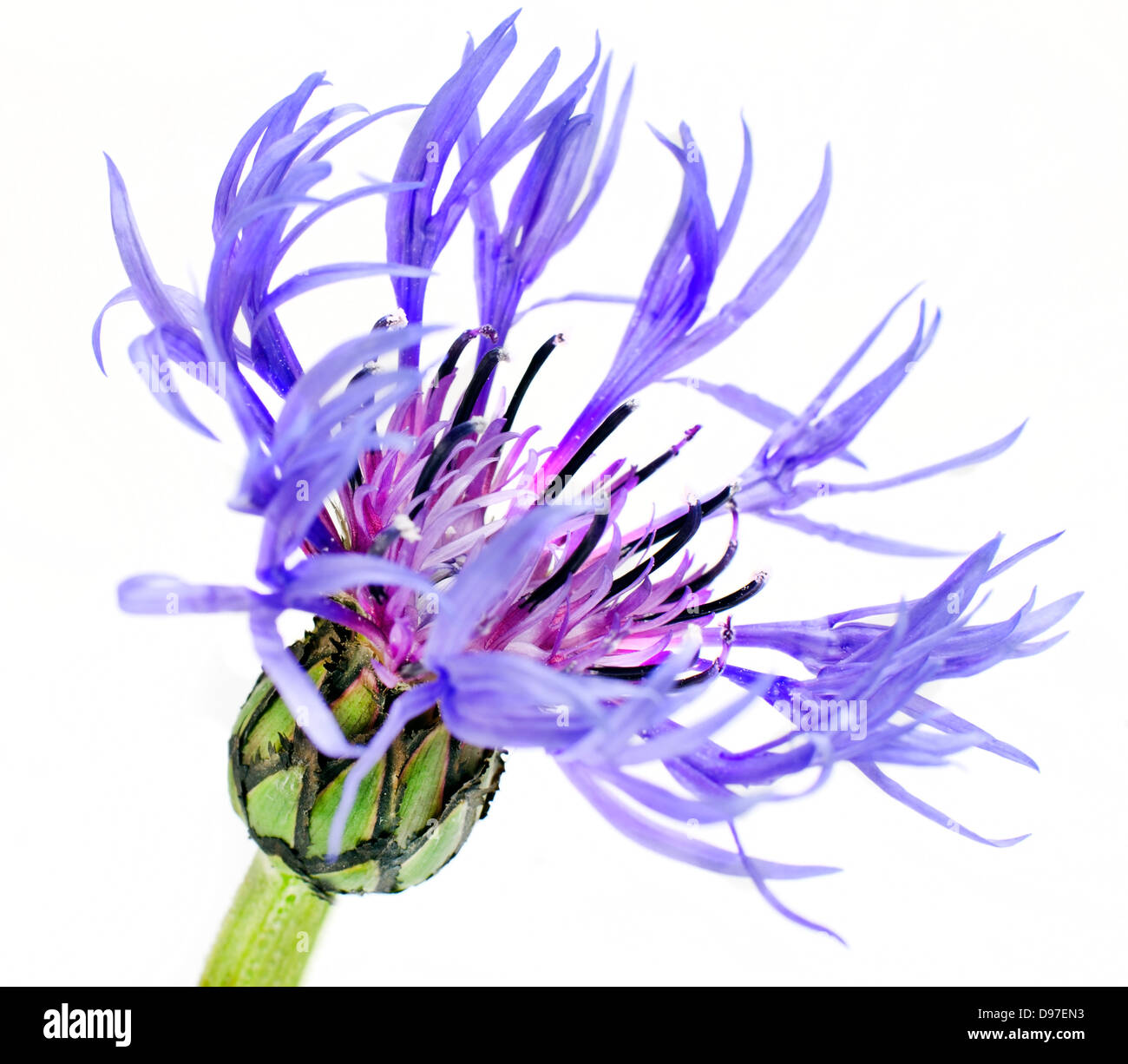 Single Blue Cornflower - Blue Centaurea cyanus Isolated on White ...