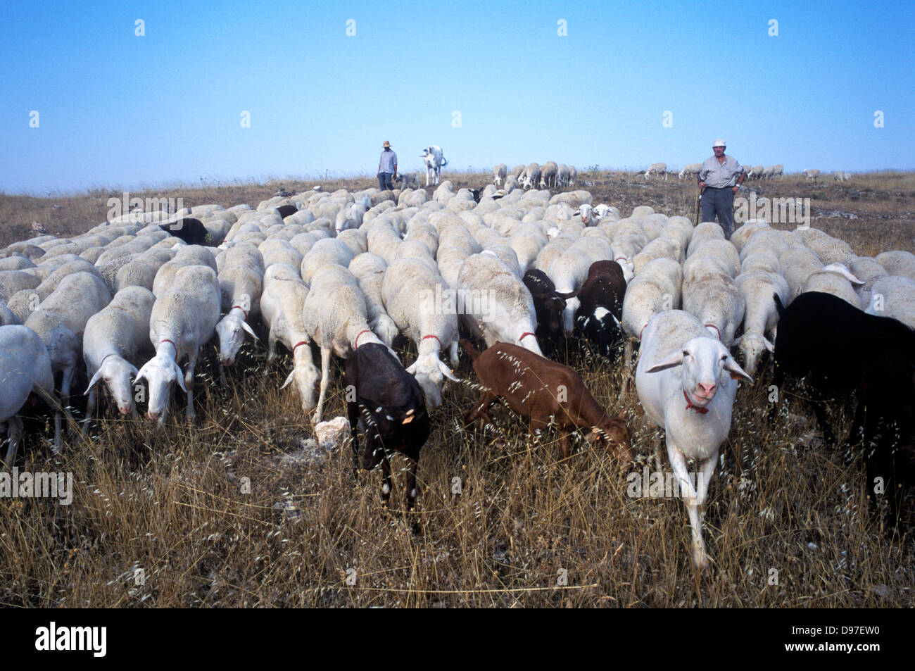 Sheep ranching hi-res stock photography and images - Alamy