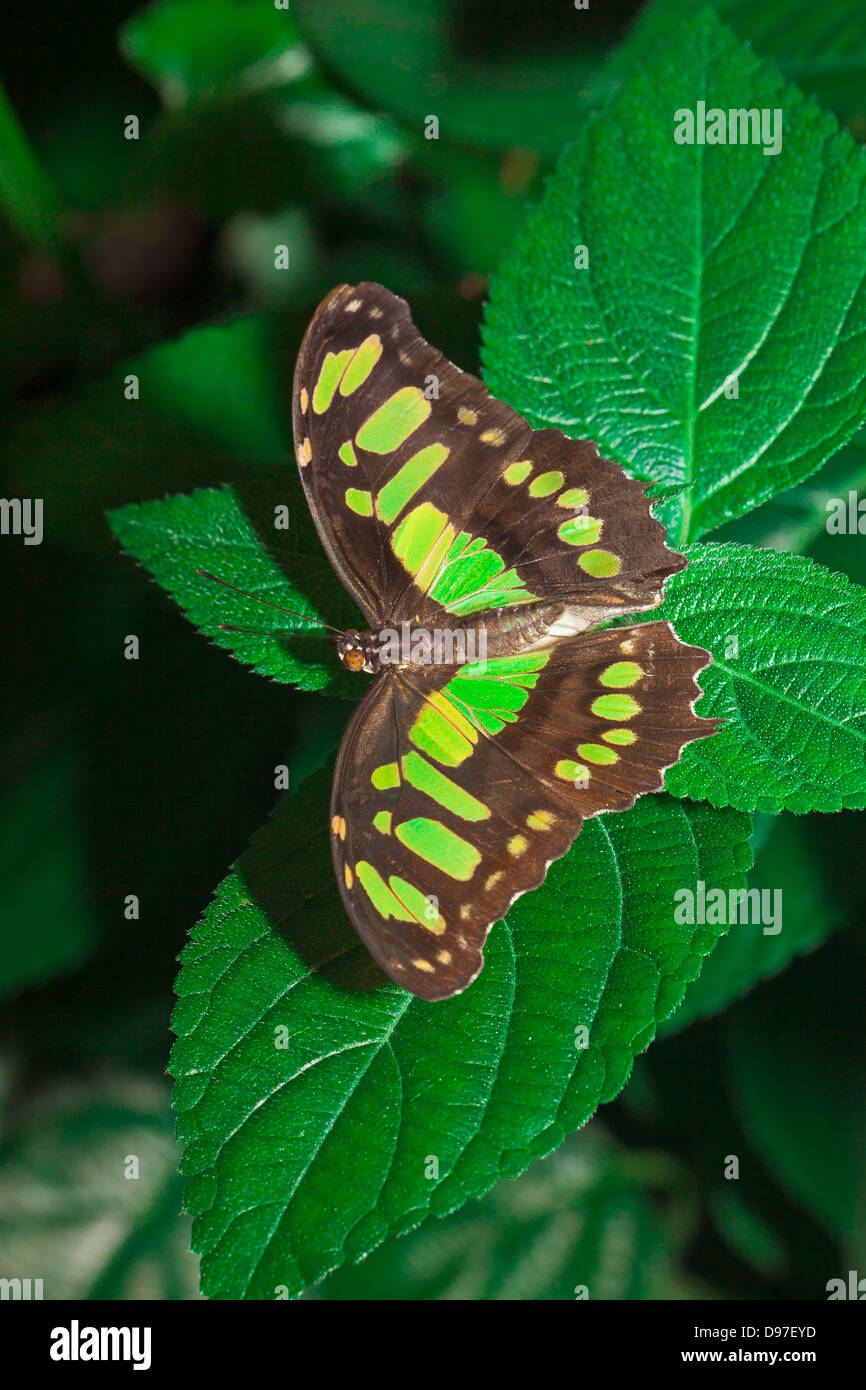 The Malachite Butterfly High Resolution Stock Photography and Images ...