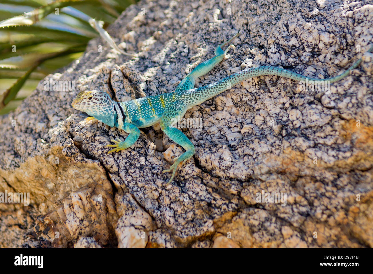 A blue shaded collared lizard rests on a rock shaded by a cactus plant ...