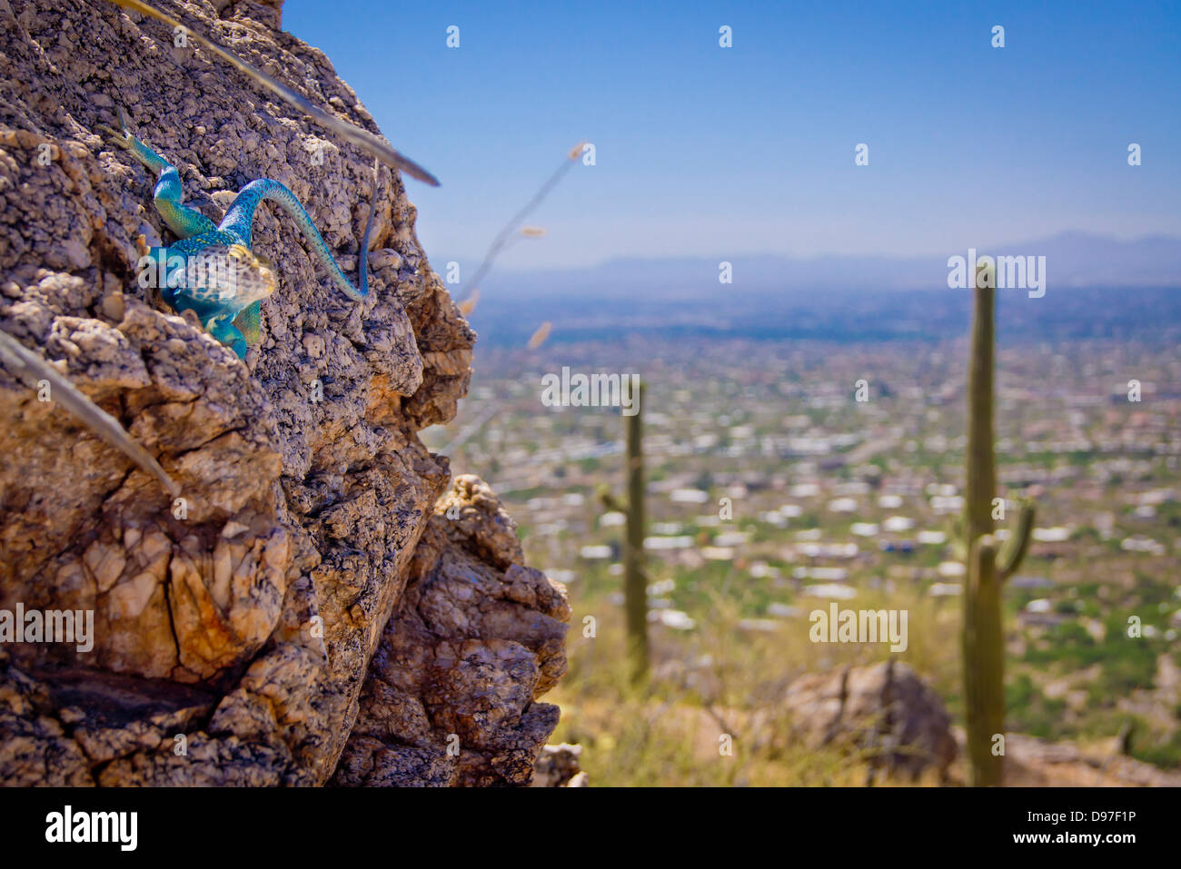 A collared lizard shaded blue has his eyes over the city of Tucson ...