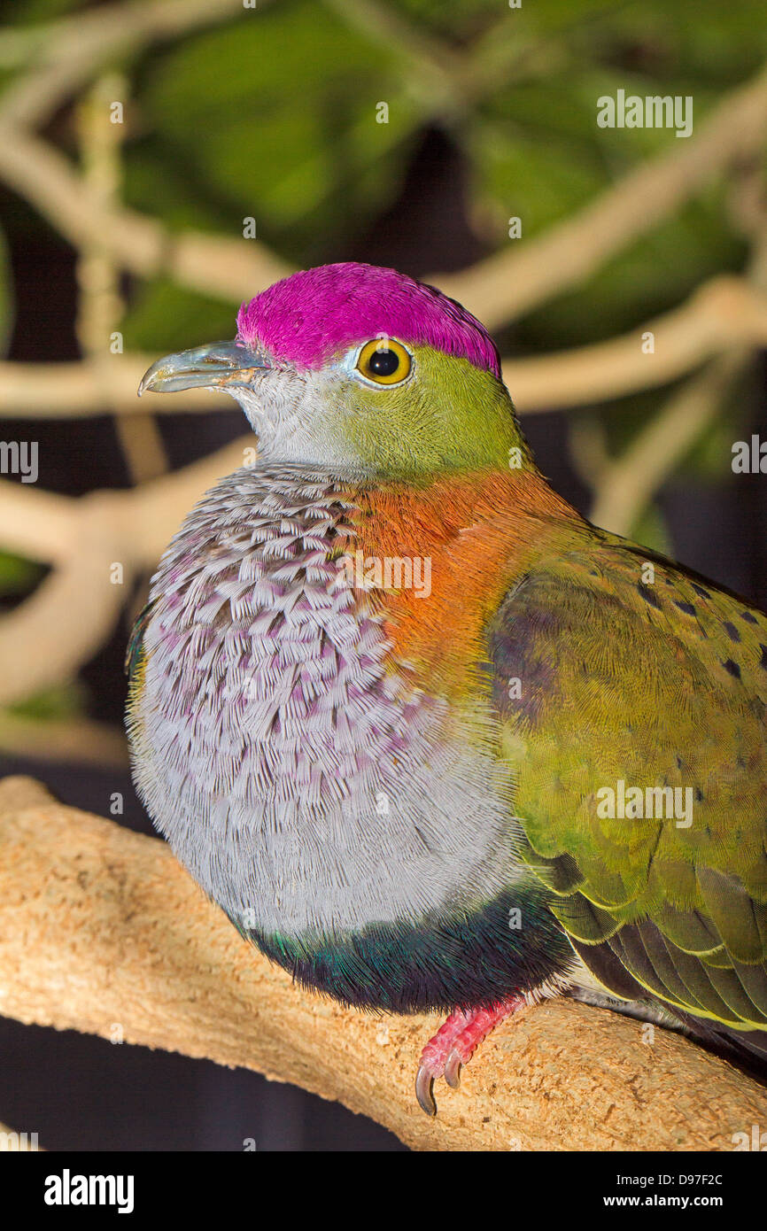 Fruit dove hi-res stock photography and images - Alamy