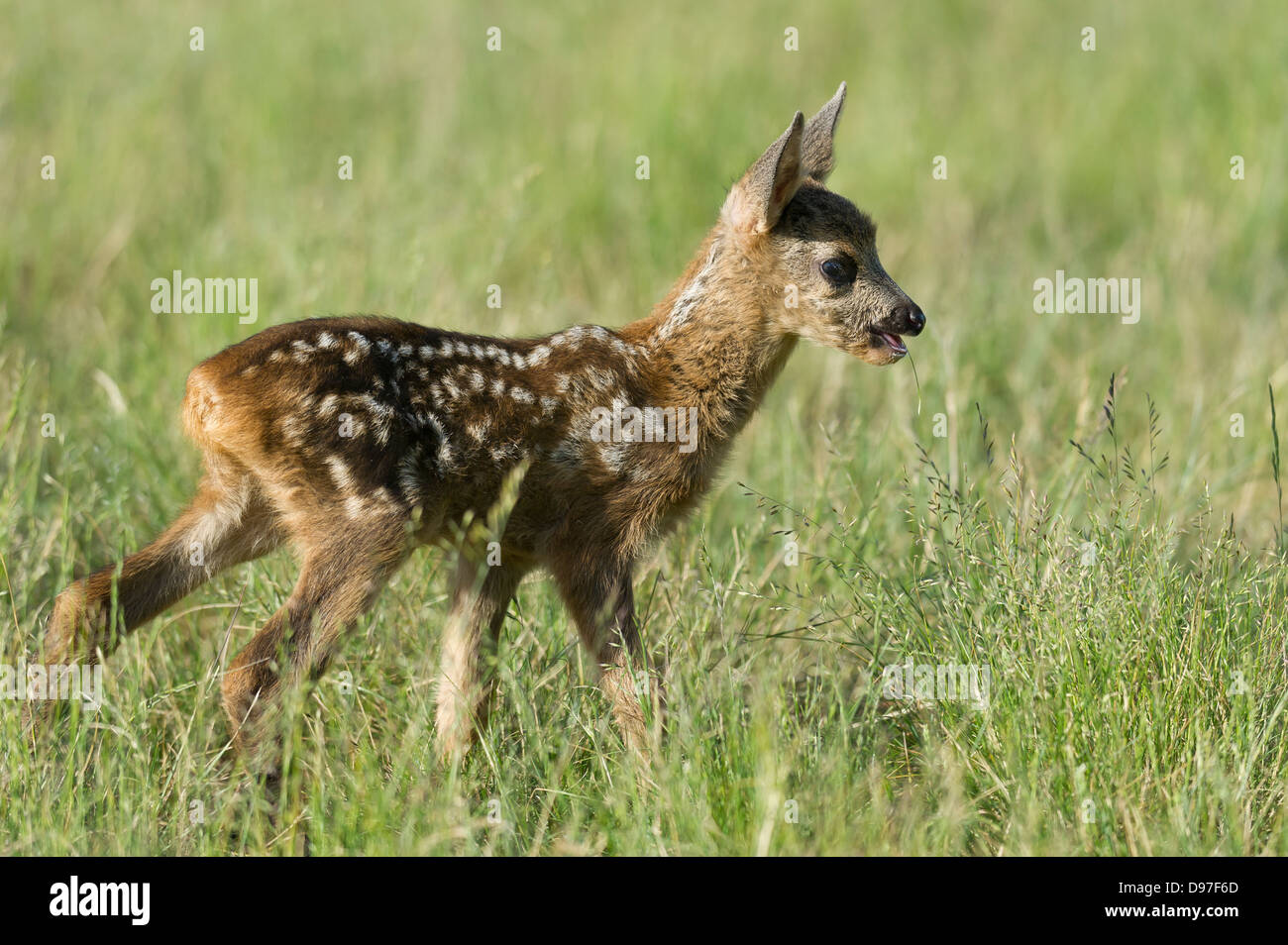 Kitz ,Reh, roe deer, fawn, Capreolus capreolus Stock Photo - Alamy