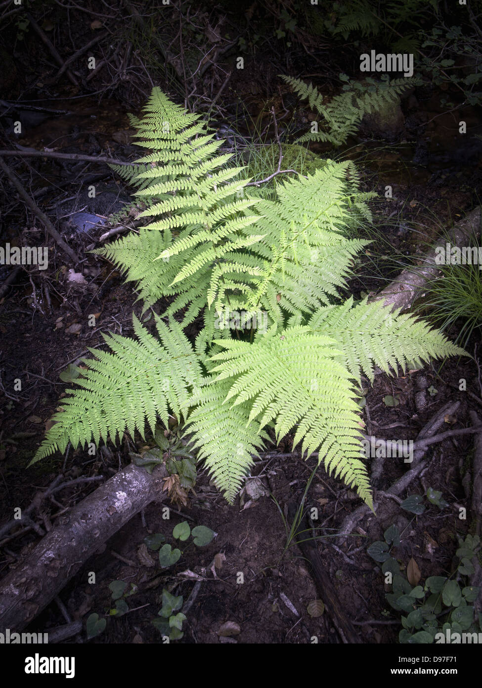 Star ferns hi-res stock photography and images - Alamy
