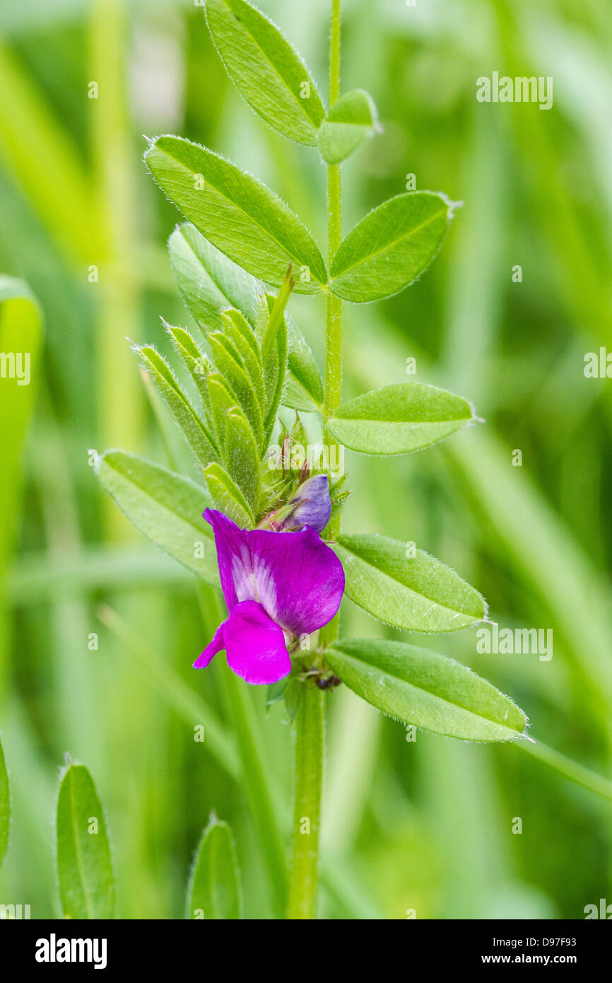 Common vetch hi-res stock photography and images - Alamy