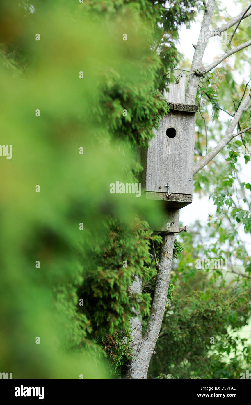 birdhouse in a tree Stock Photo - Alamy