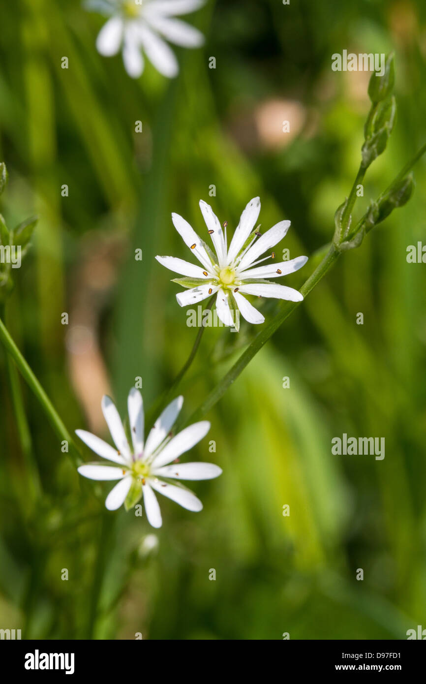 Lesser stitchwort hi-res stock photography and images - Alamy