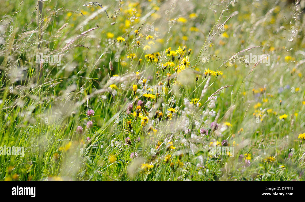 Grasses bloom hi-res stock photography and images - Alamy