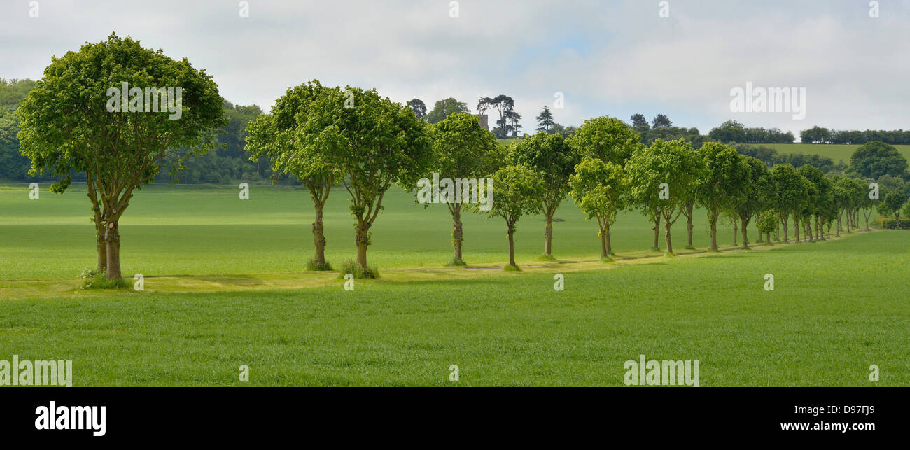 Tree line view Stock Photo - Alamy
