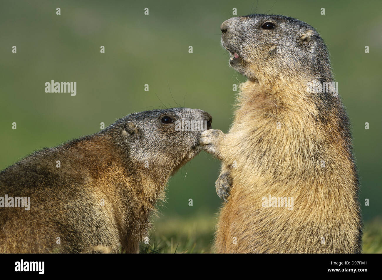Murmeltier, Alpine Marmot, Marmota marmota Stock Photo - Alamy