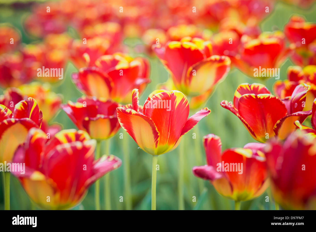 Beautiful scarlet tulips hi-res stock photography and images - Alamy