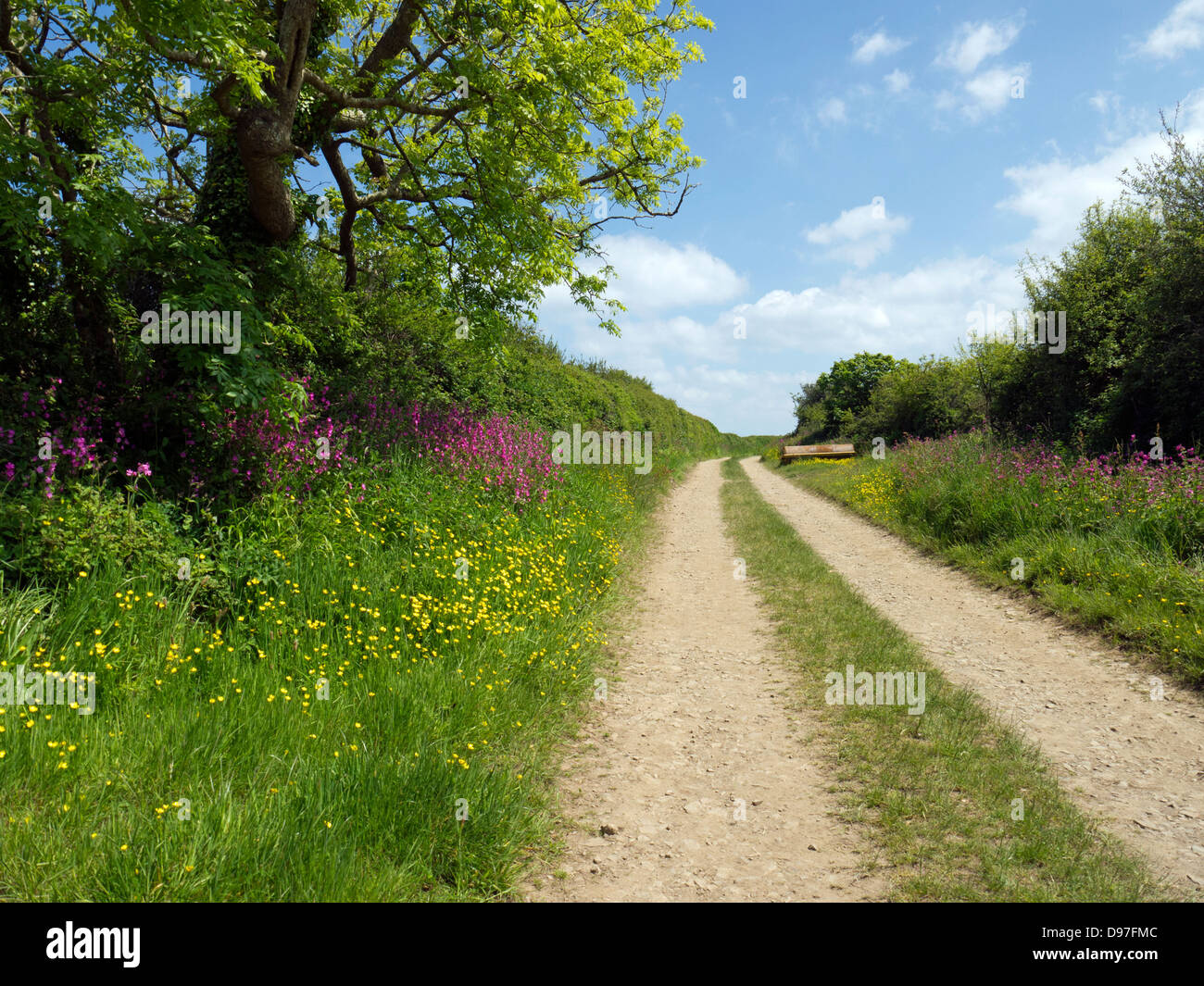 Quiet country lane in Devon Stock Photo - Alamy