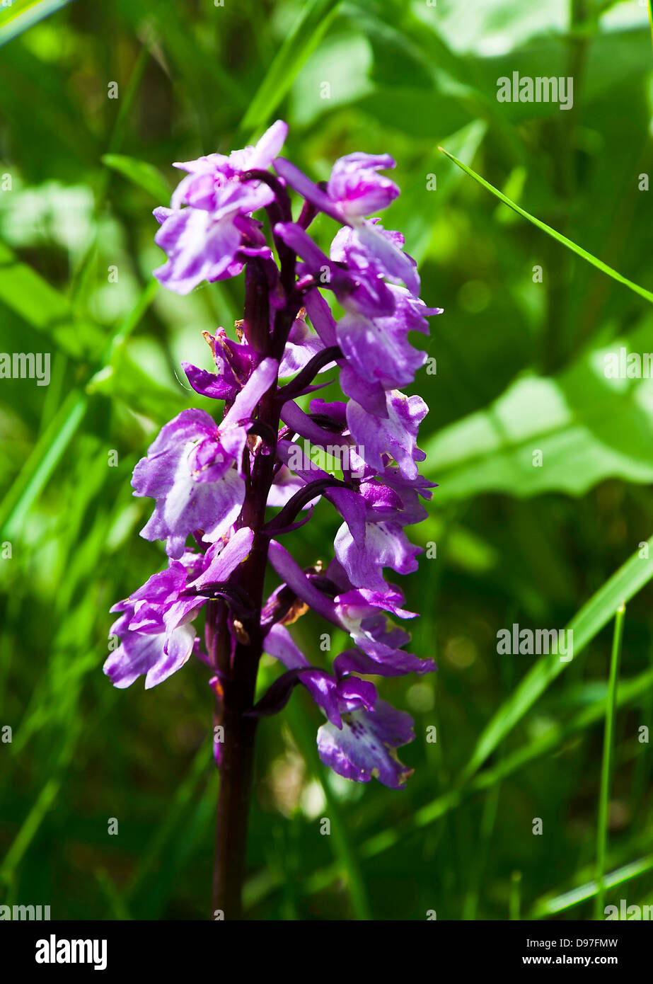 Orchid wild flowers uk derbyshire hi-res stock photography and images ...