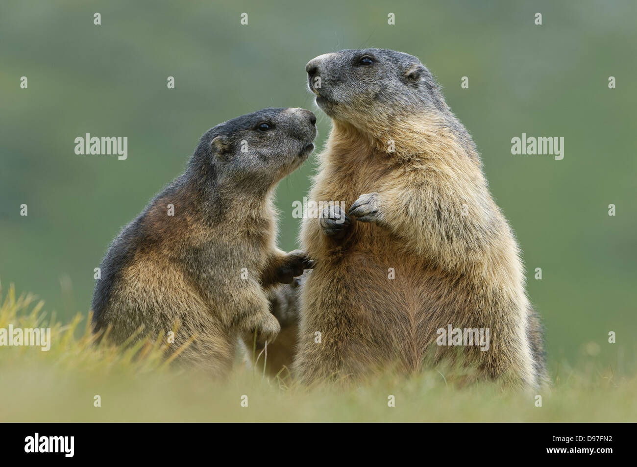 Murmeltier, Alpine Marmot, Marmota marmota Stock Photo - Alamy