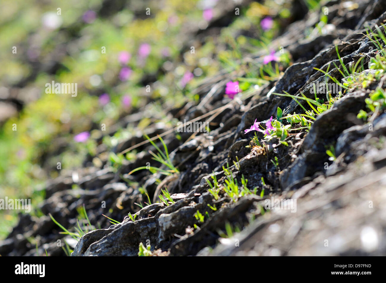Some grass growing of a cliff in the swiss alps Stock Photo - Alamy